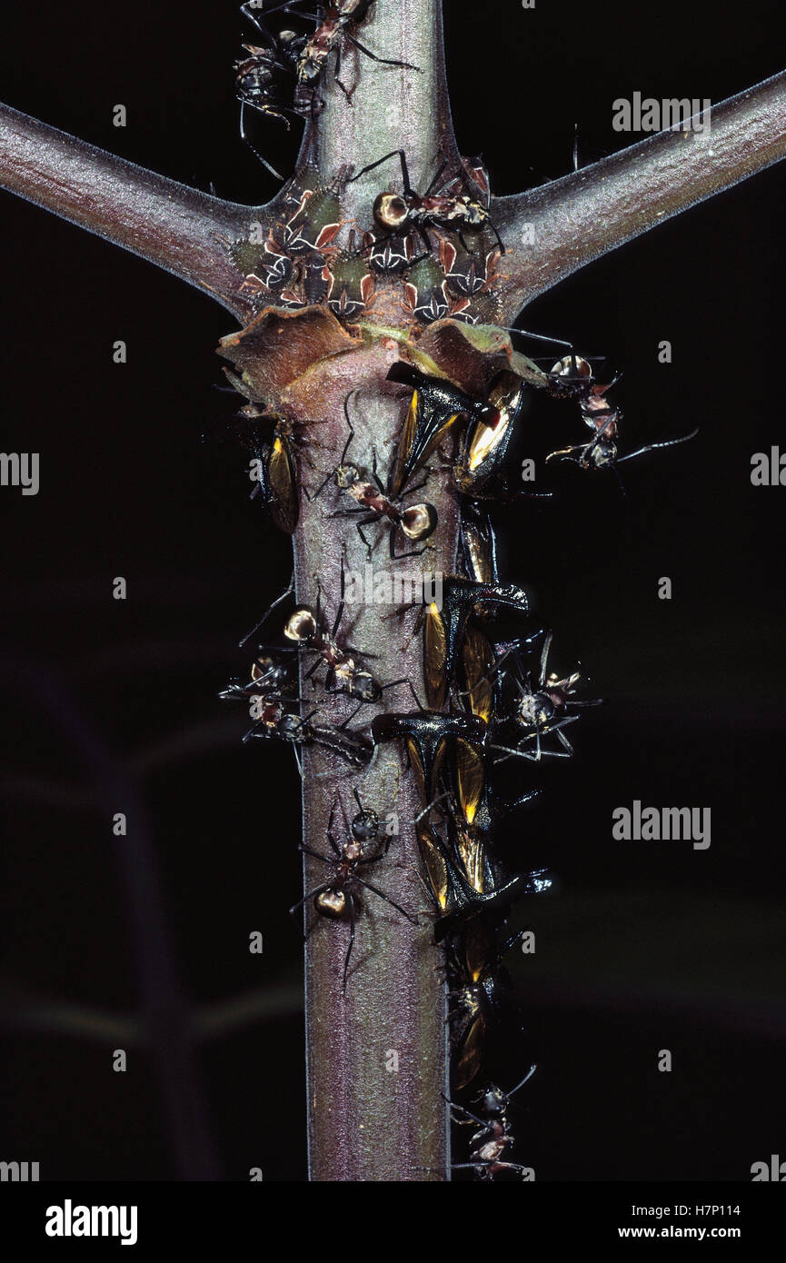 Spiny Ant (Polyrhachis sp) group harvesting honeydew from treehoppers ...