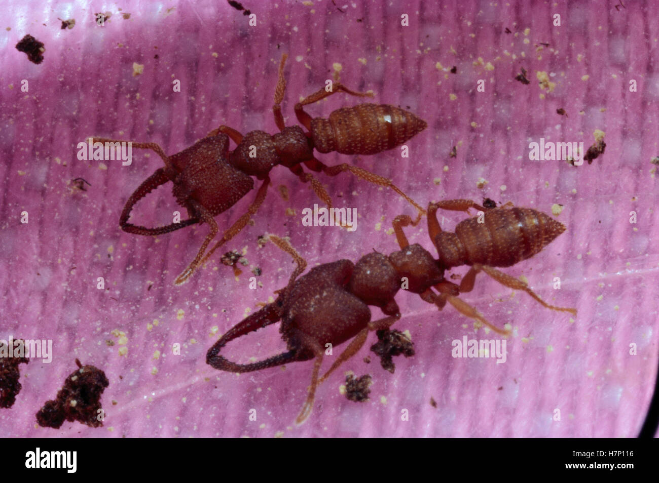 Ant (Mystrium sp) pair, blind, subterranean species with mandibles bend ...