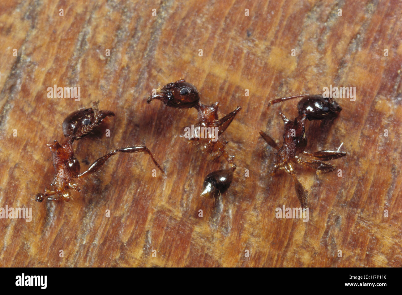 Ant (Pheidole sp) group killed by Ants (Lophomyrmex sp), which cut them ...