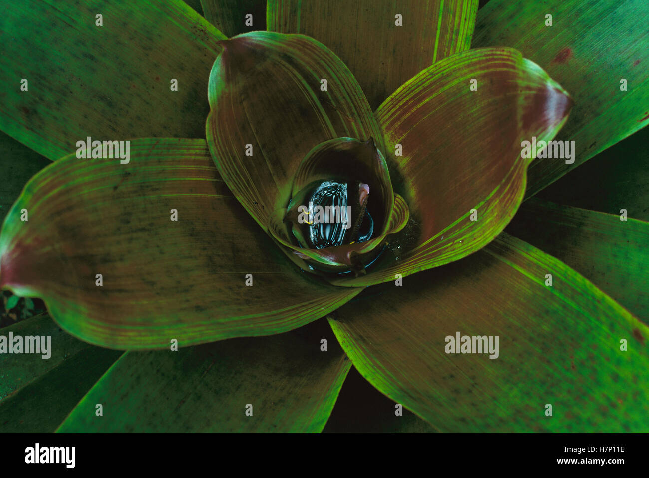 Bromeliad (Guzmania sp) leaves holding a pool of water, Columbia Stock ...