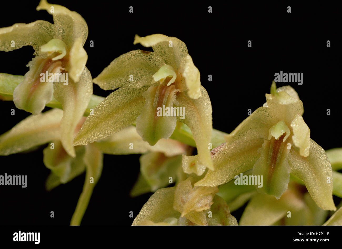 Yellow Orchid flowers growing at the base of Mt Kinabalu, Sabah, Borneo ...