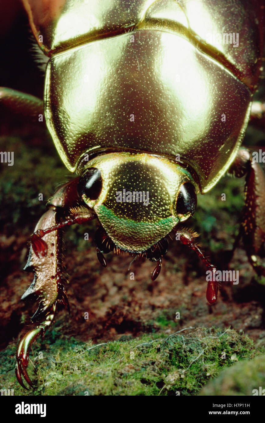 Golden Scarab Beetle (Plusiotis resplendens) portrait, Monteverde ...