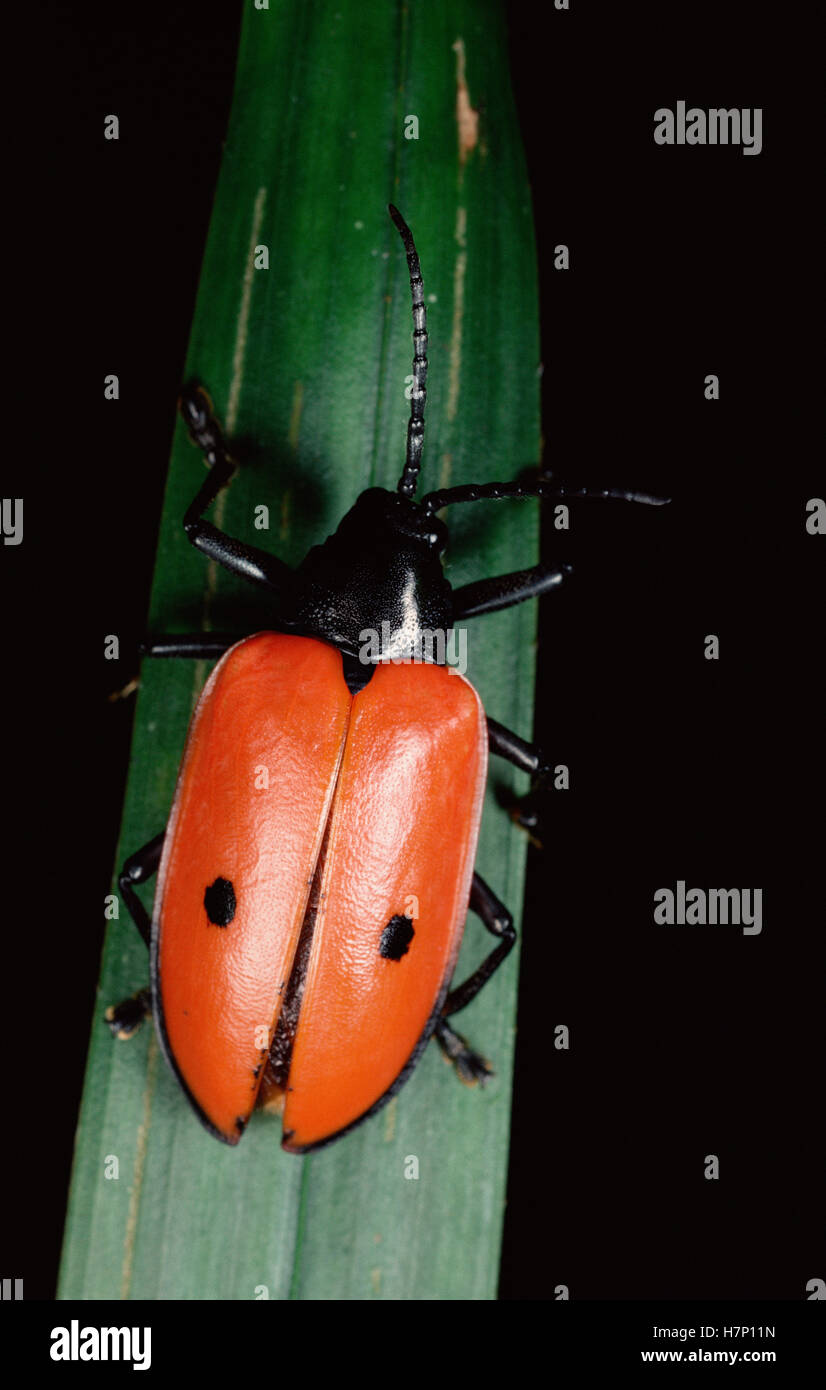 Leaf Beetle (Eumolpus sp) portrait, Amazonia, Peru Stock Photo - Alamy