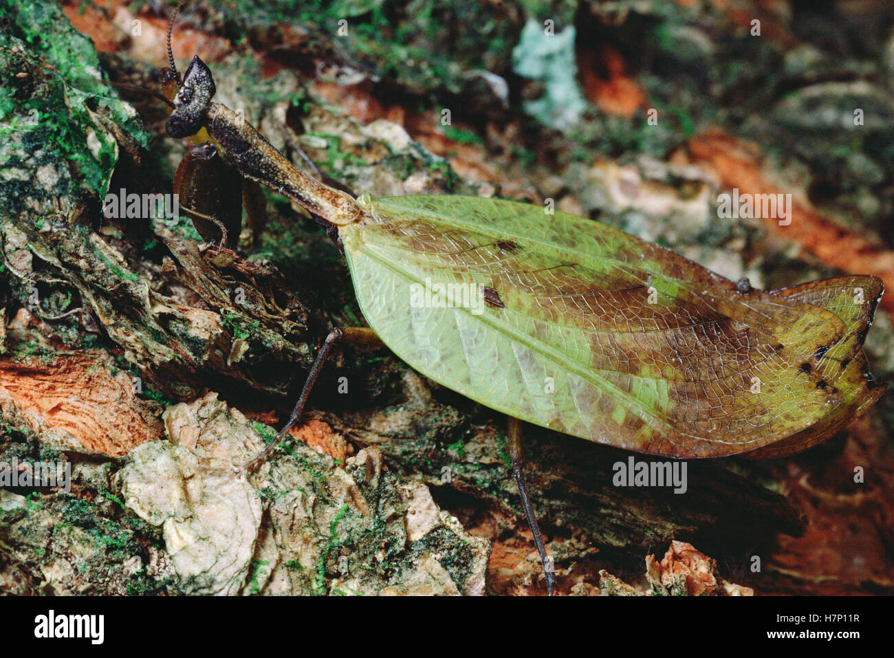 Praying Mantis, Amazonian Peru Stock Photo - Alamy