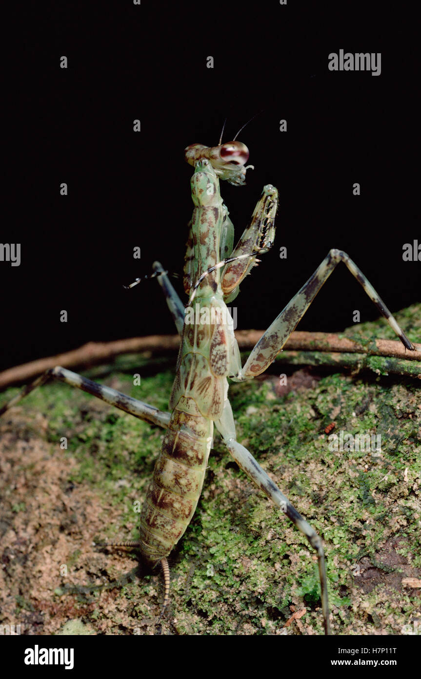 Praying Mantis, Amazonian Peru Stock Photo - Alamy