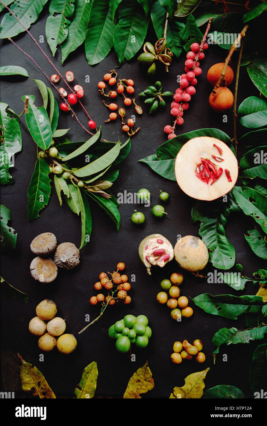 Rainforest fruits eaten variously by monkeys, orangutans, bats ...