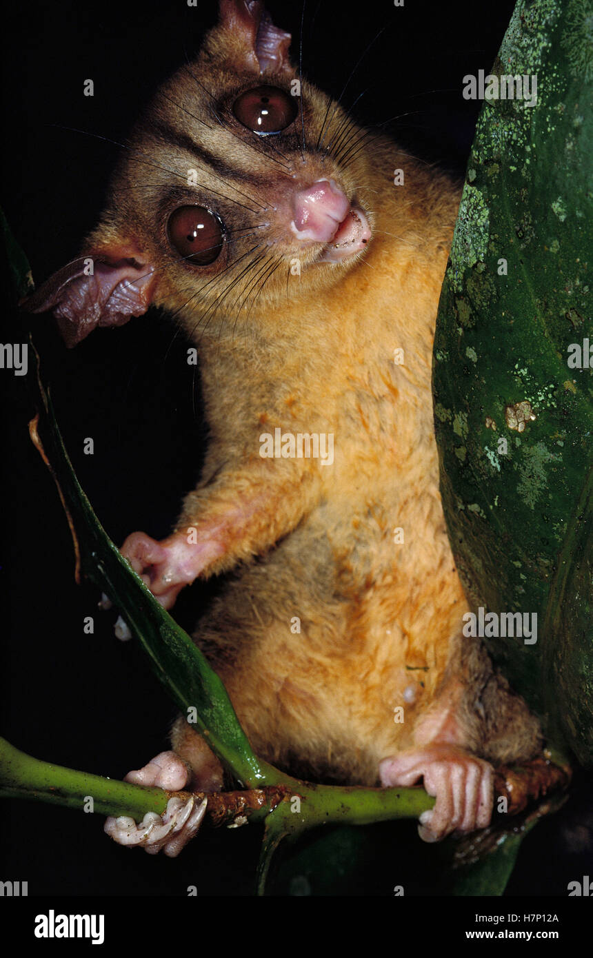 Woolly Opossum (Caluromys philander) is well adapted to canopy life ...