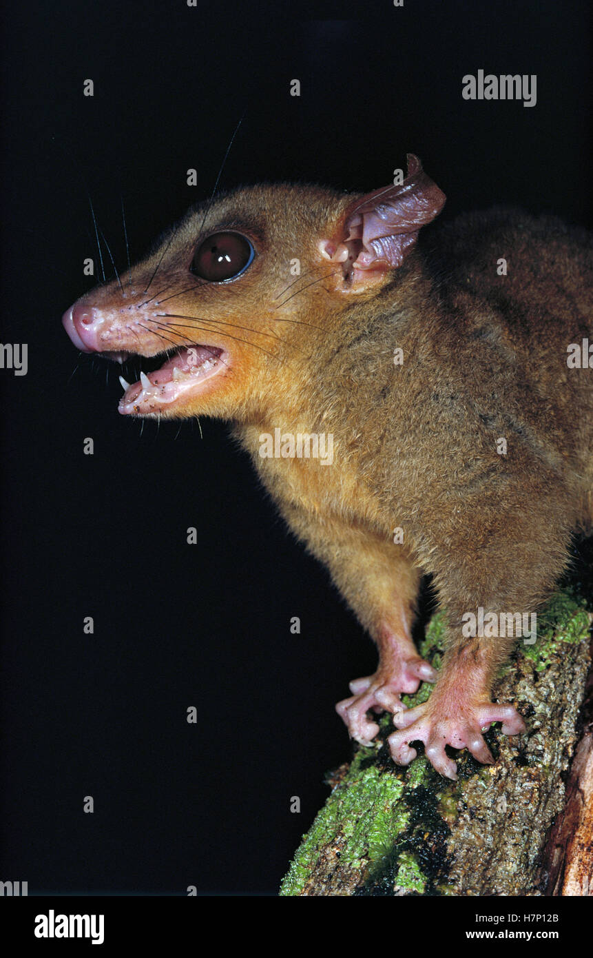Woolly Opossum (Caluromys sp Stock Photo - Alamy