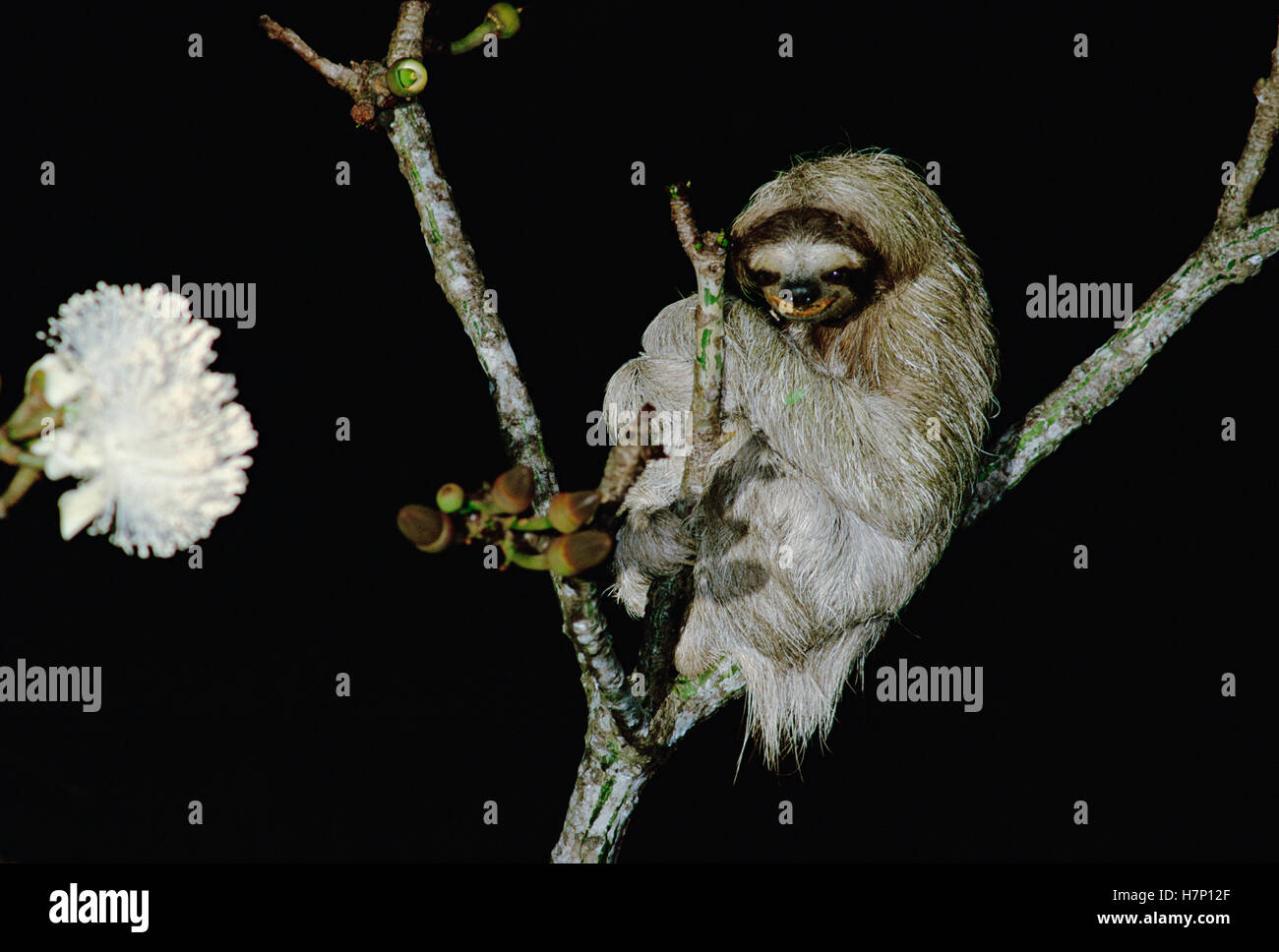 Hoffmann's Two-toed Sloth (Choloepus hoffmanni) sleeping in flowering ...