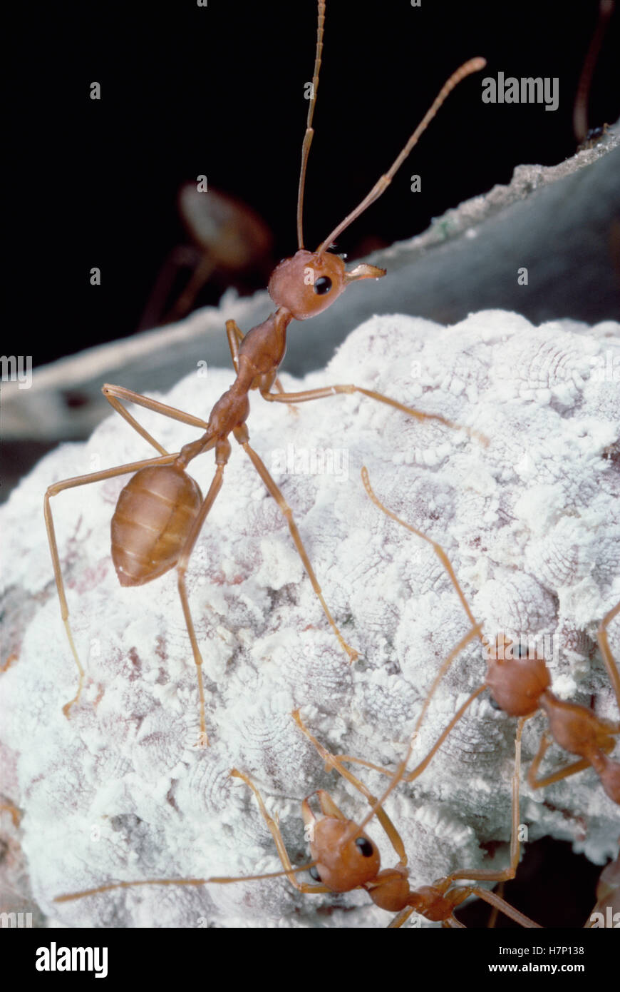 Weaver Ant (Oecophylla longinoda) group guarding the scale insects they ...