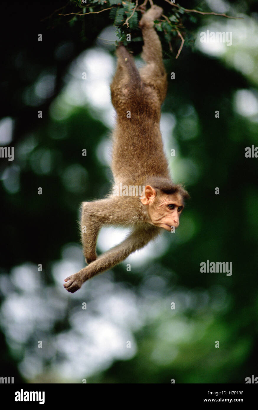 Macaque (Macaca sp) hanging in tree, Nilgiri Hills, India Stock Photo ...