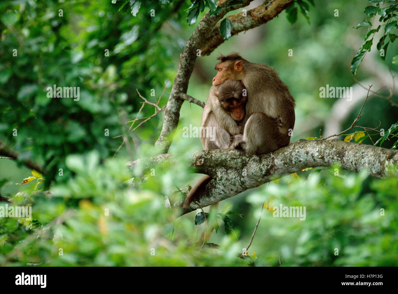 Macaque (Macaca sp) pair resting in tree, Nilgiri Hills, India Stock ...