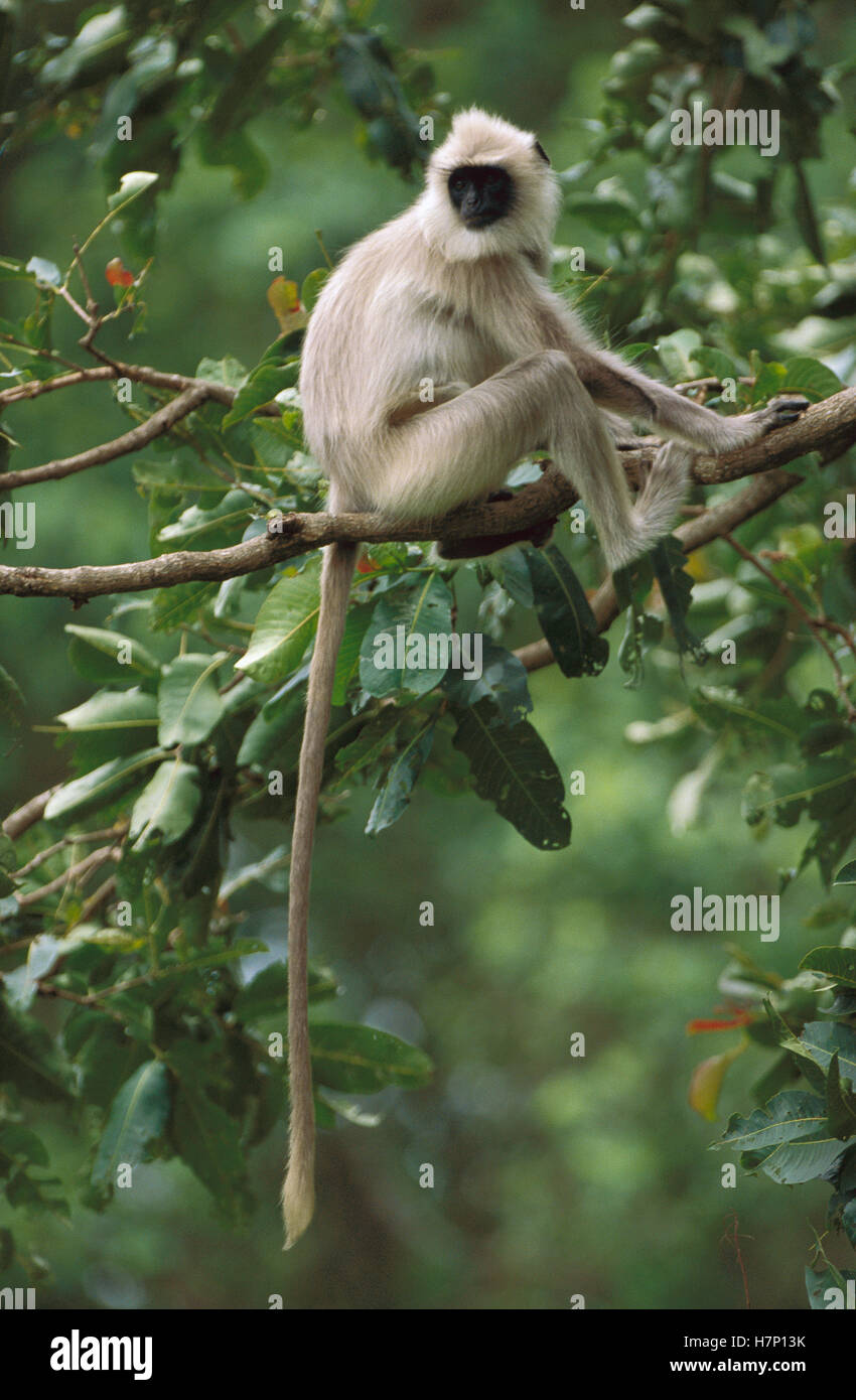 Hanuman Langur (Semnopithecus entellus), Nilgiri Hills, India Stock ...