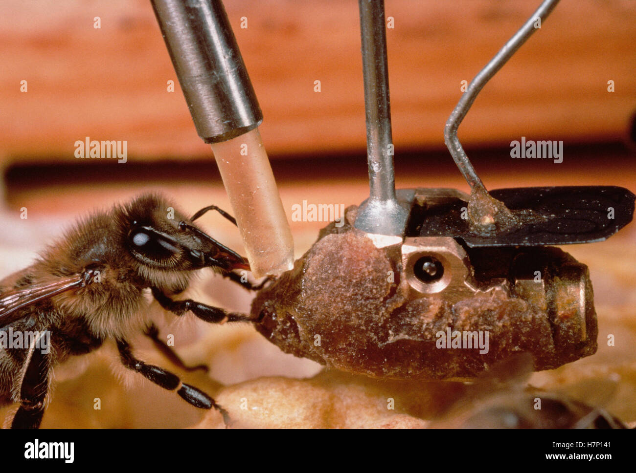 Honey Bee (Apis mellifera) accepts nectar sample from electronic bee in ...