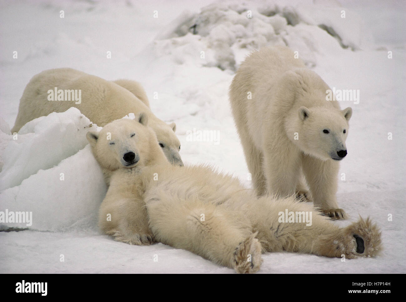 Polar Bear (Ursus maritimus) trio loafing in snow, Churchill, Manitoba ...