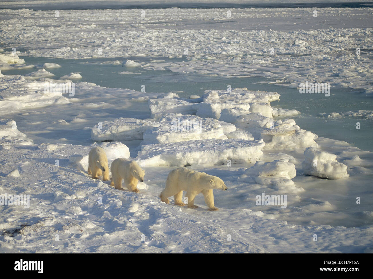 Polar Bear (Ursus maritimus) trio on icefield, Churchill, Manitoba ...