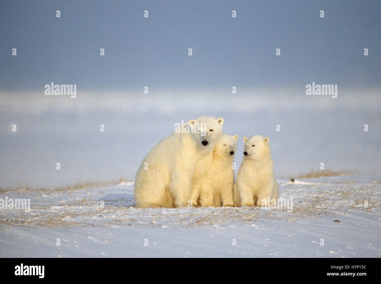 Polar Bear (Ursus maritimus) mother and two cubs, Churchill, Manitoba, Canada Stock Photo - Alamy