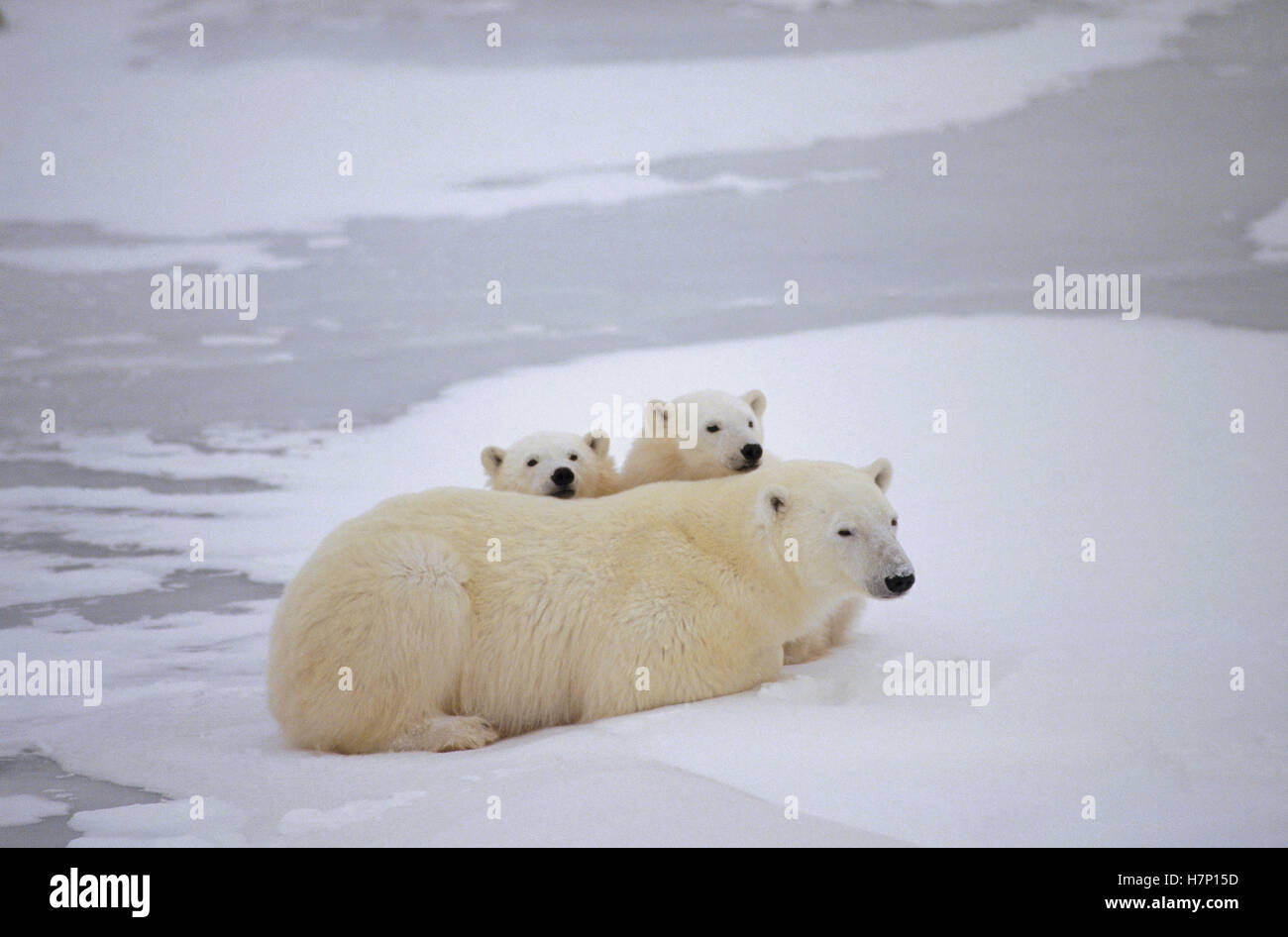 Polar Bear (Ursus maritimus) mother and two cubs, Churchill, Manitoba, Canada Stock Photo - Alamy