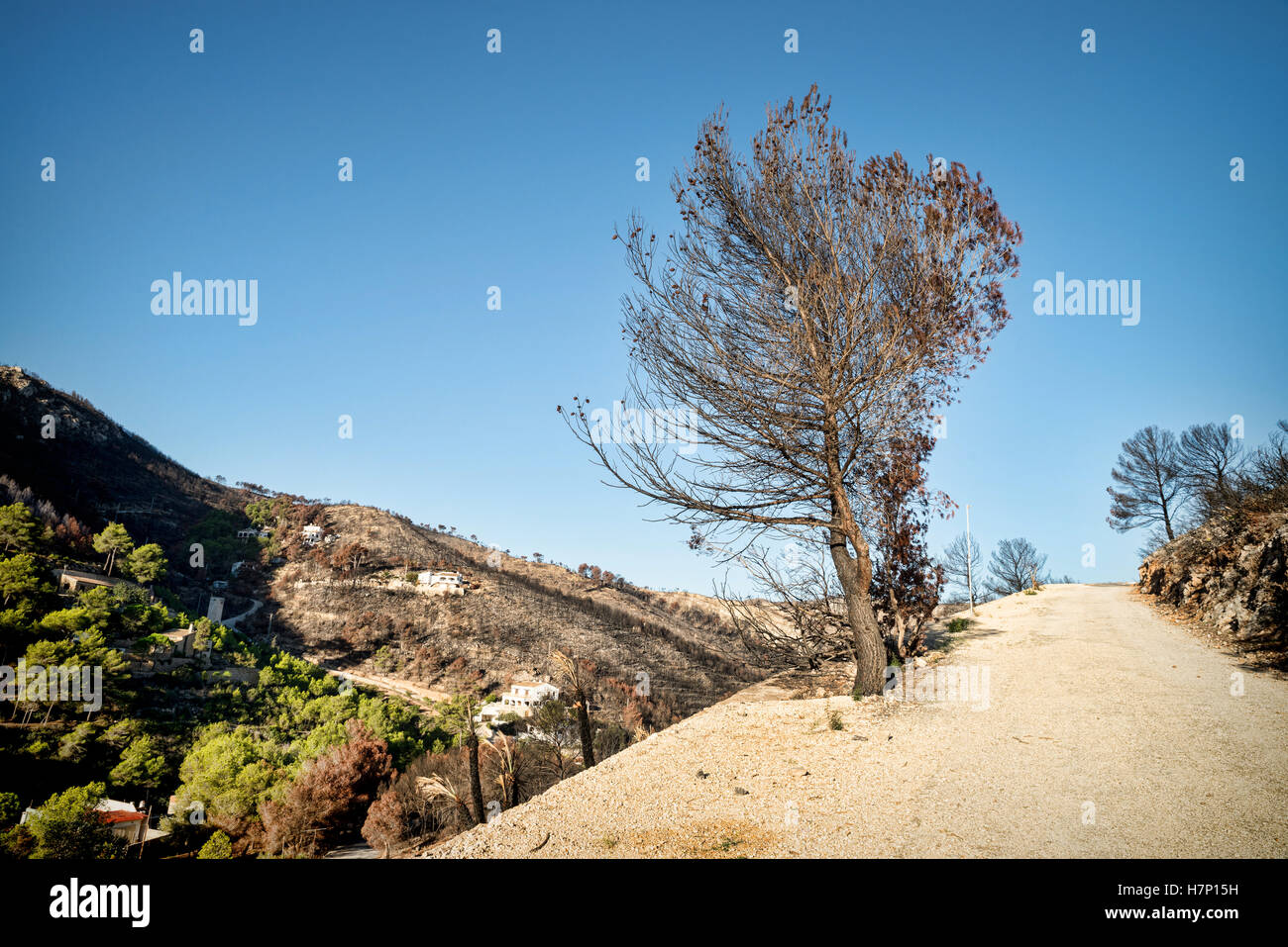 Aftermath of a large forest fire that left a devastated landscape Stock ...
