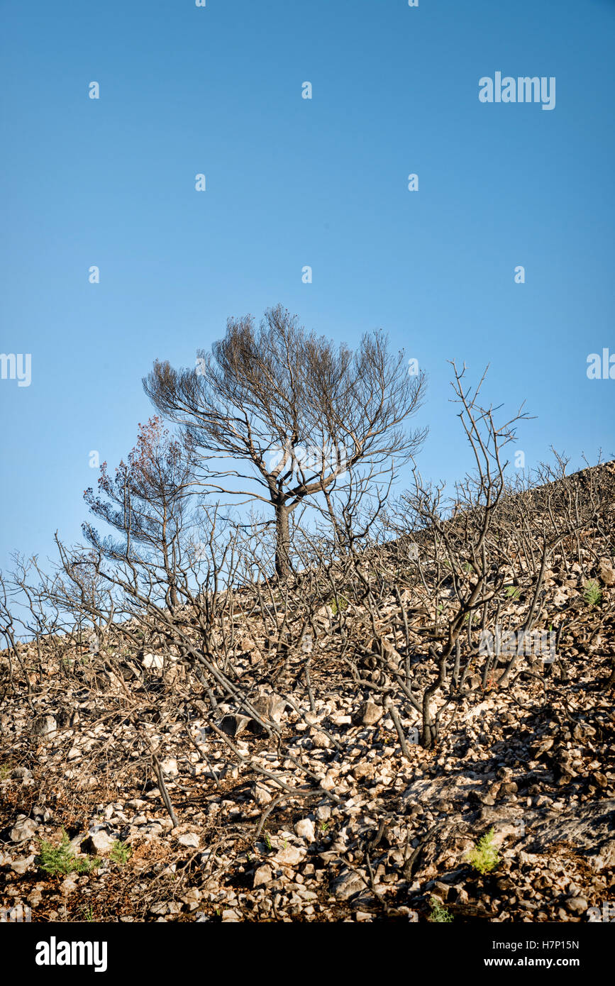 Aftermath of a large forest fire that left a devastated landscape Stock ...