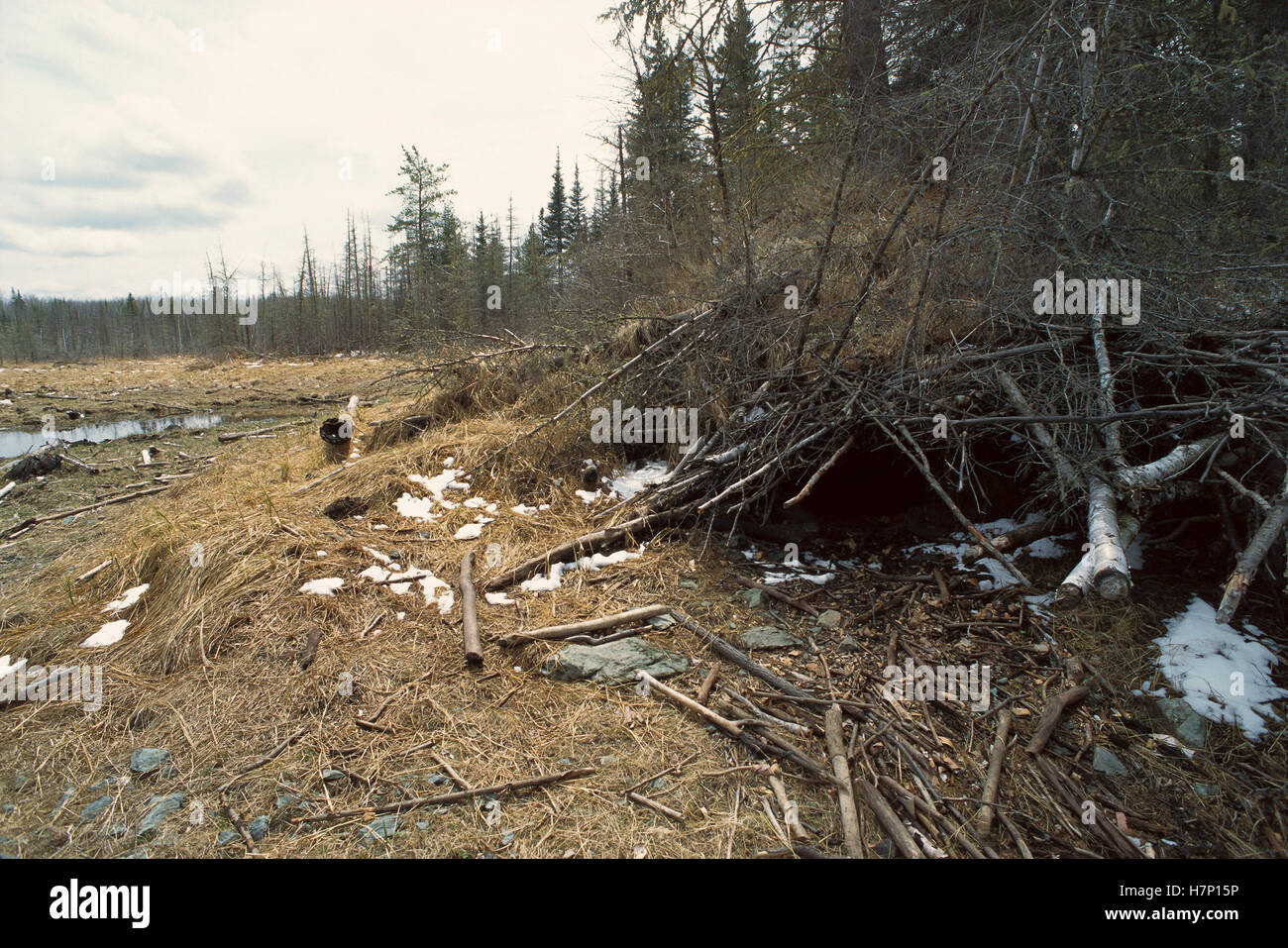 Timber Wolf (Canis lupus) den, Boundary Waters Canoe Area Wilderness ...