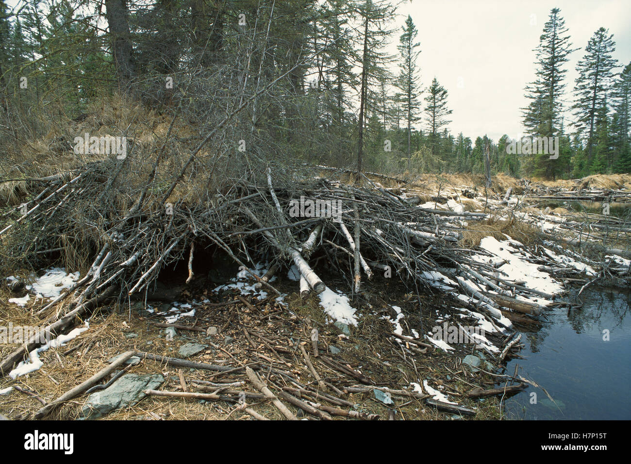 Timber Wolf (Canis lupus) den, Boundary Waters Canoe Area Wilderness ...
