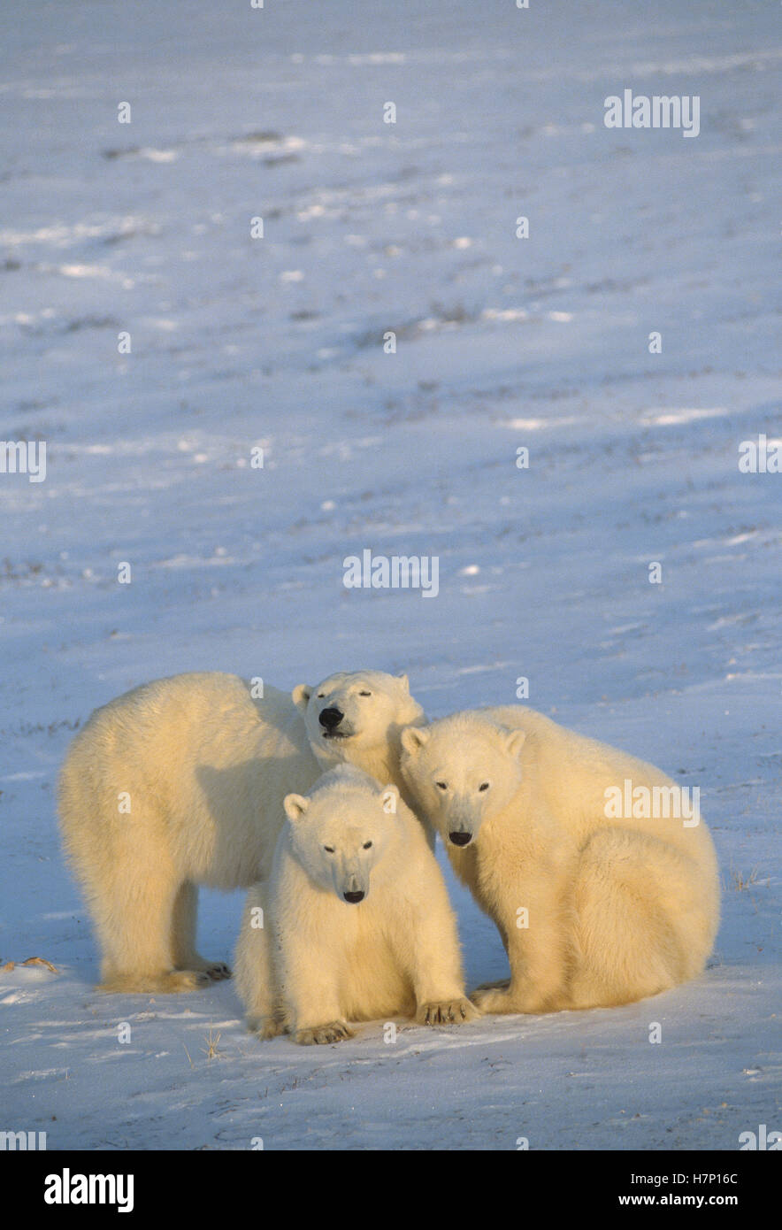 Polar Bear (Ursus maritimus) trio, Churchill, Manitoba, Canada Stock Photo - Alamy