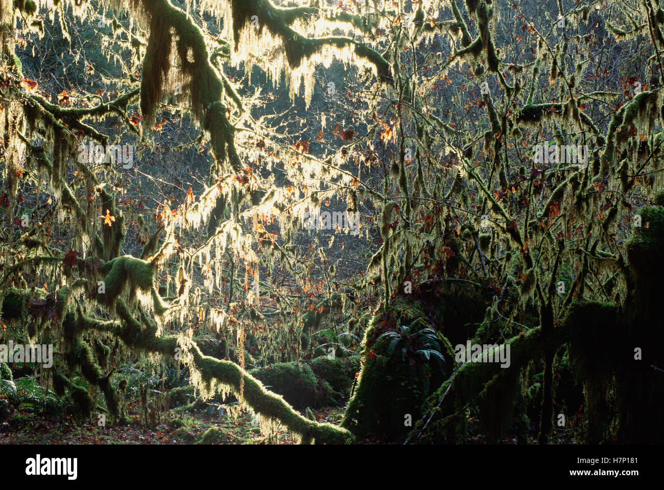 Temperate rainforest interior, Tongass National Forest, Alaska Stock ...