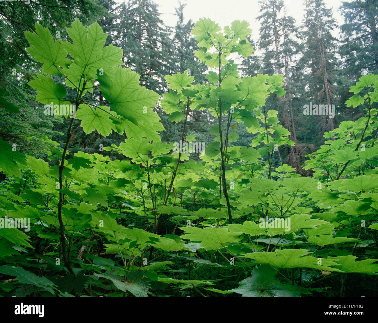 Devil's Claw (Proboscidea louisianica) in temperate rainforest, Tongass ...