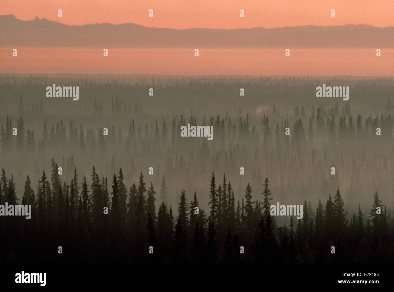 Morning mist over boreal forest, Alaska Stock Photo - Alamy
