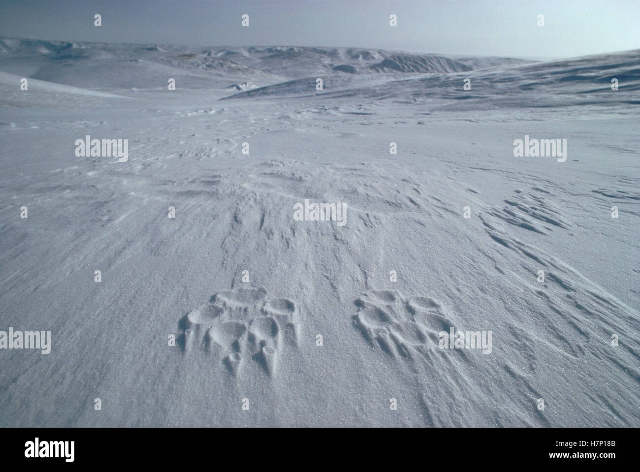 Arctic Wolf (Canis lupus) tracks in snow, Ellesmere Island, Nunavut ...