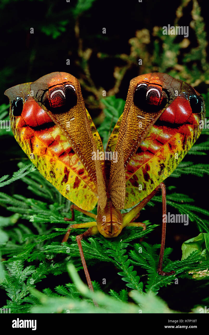 Peacock Katydid (Pterochroza ocellata) flashing false eye spots in ...