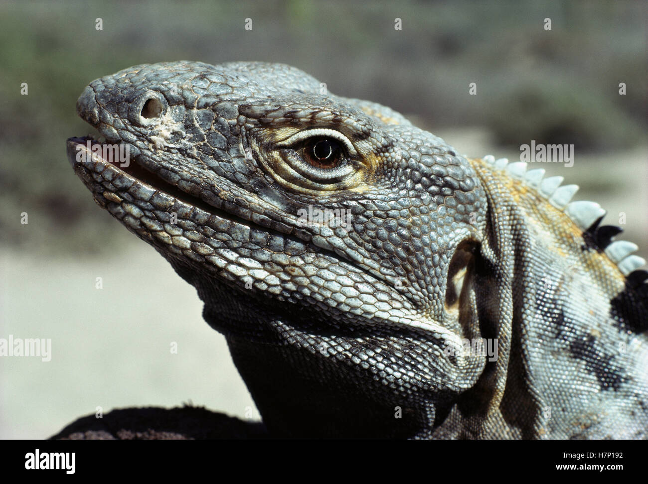 Cape Spiny-tailed Iguana (Ctenosaura hemilopha), face showing teeth and ...