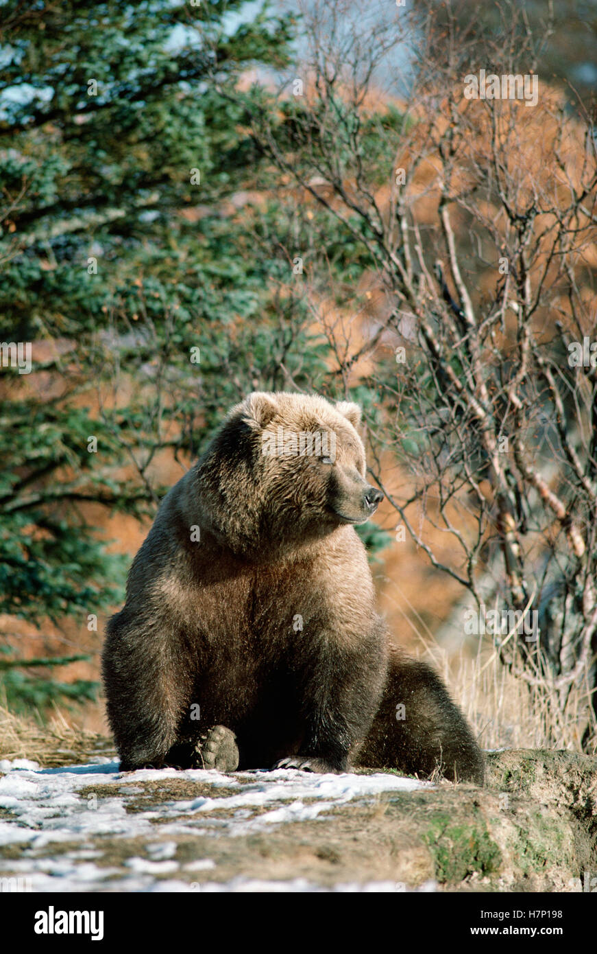 Grizzly Bear (Ursus arctos horribilis) sunning, Alaska Stock Photo - Alamy