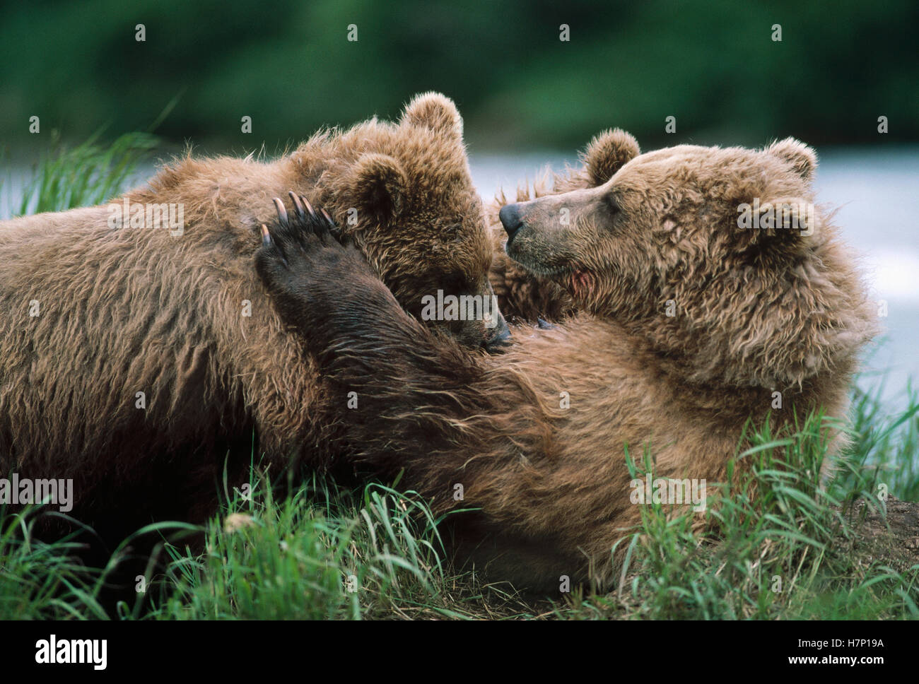 Grizzly Bear (Ursus arctos horribilis) mother nursing cub, Alaska Stock ...