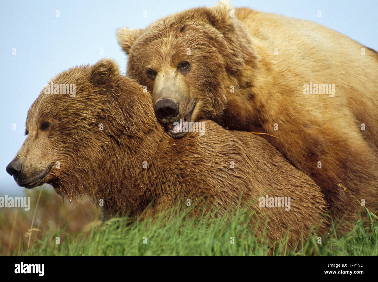 Grizzly Bear (Ursus arctos horribilis) couple mating, Alaska Stock ...