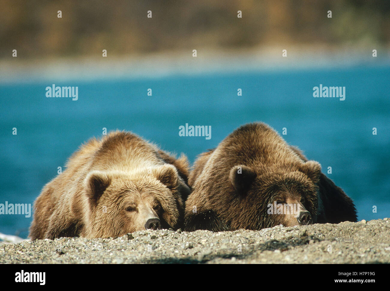 Grizzly Bear (Ursus arctos horribilis) pair sleeping, Alaska Stock ...