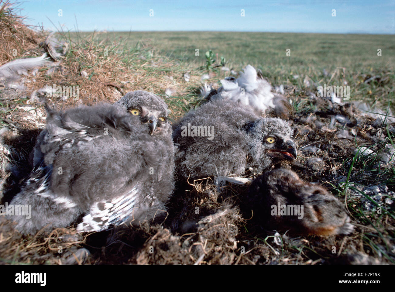 Snowy owl nest chicks hi-res stock photography and images - Alamy