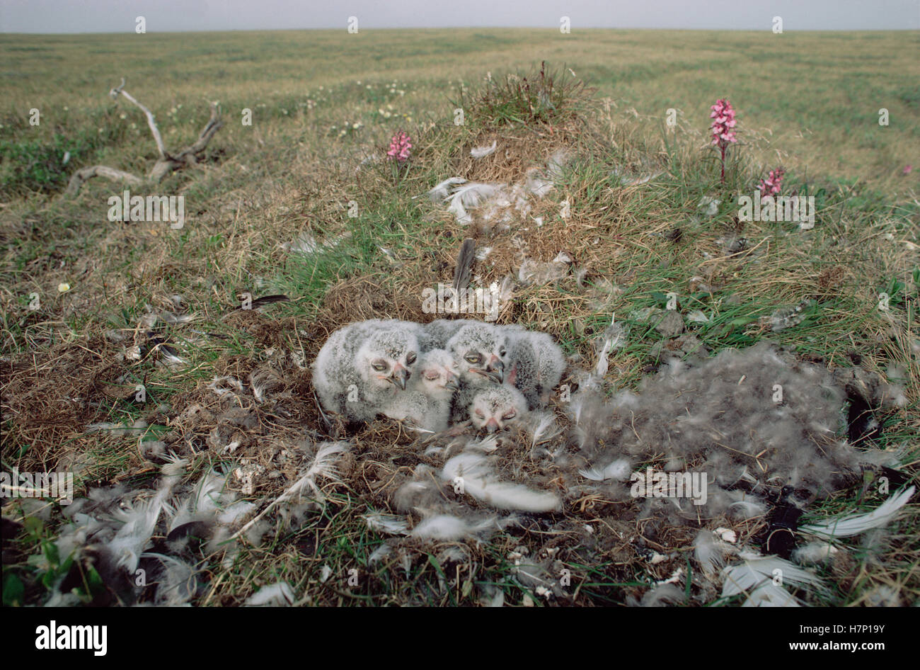 Snowy Owl (Nyctea scandiaca) chicks in tundra nest, Arctic National ...