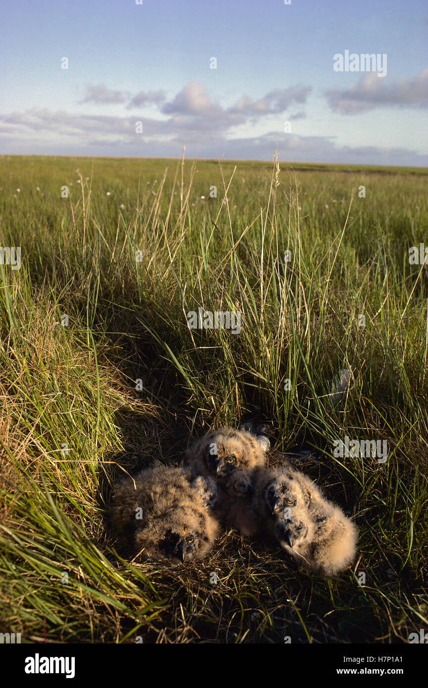 Short-eared Owl (Asio flammeus) chicks in down-lined tundra nest ...