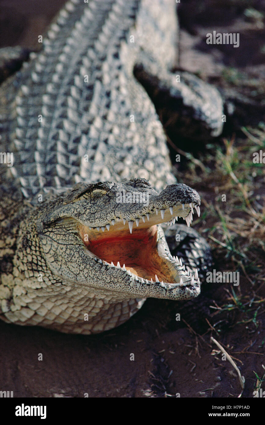 Nile Crocodile (Crocodylus niloticus) mouth defense displaying, South ...