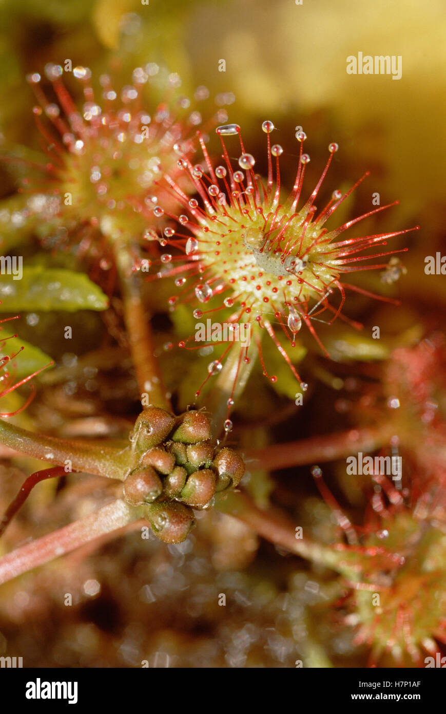Sundew (Drosera sp) northern Minnesota Stock Photo - Alamy