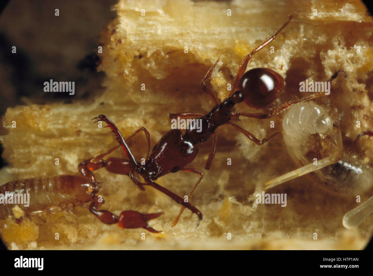 Trap-jaw Ant (Acanthognathus teledectus) worker removing pseudo ...