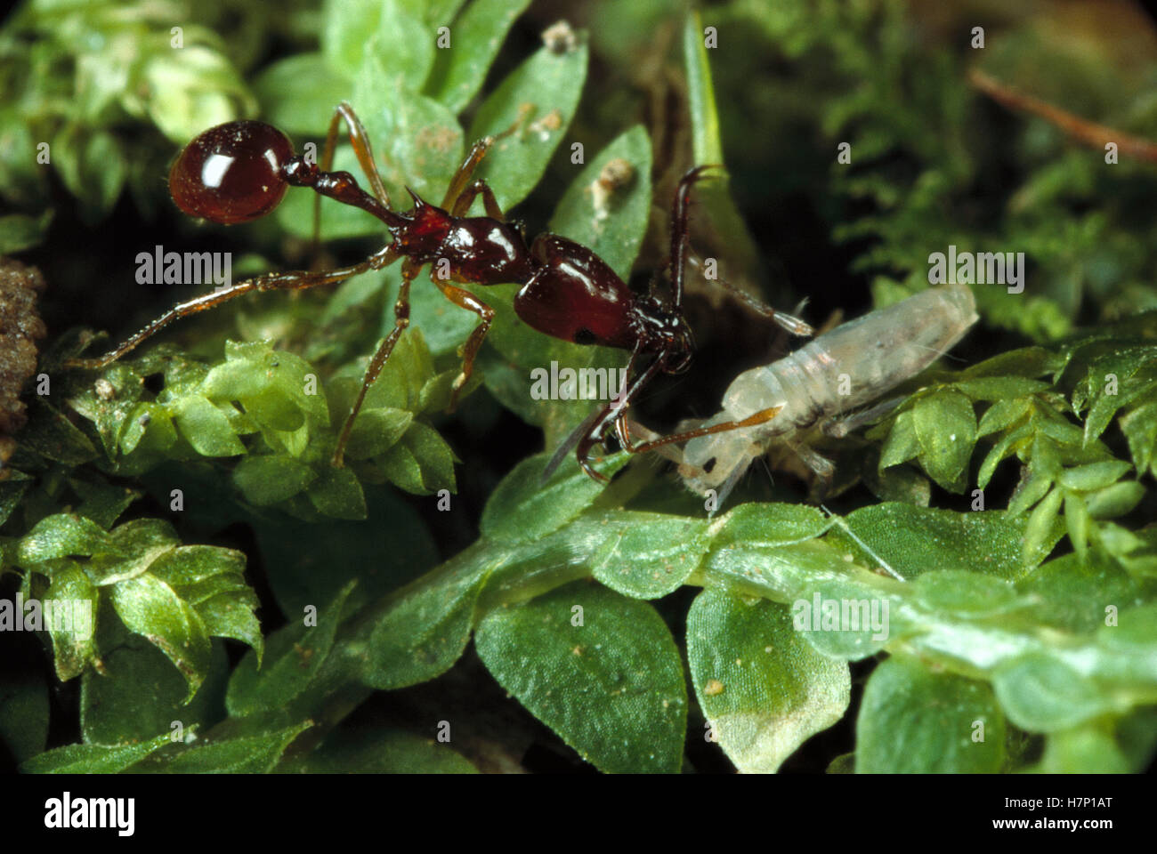 Trap-jaw Ant (Acanthognathus teledectus) stalking springtail Stock ...