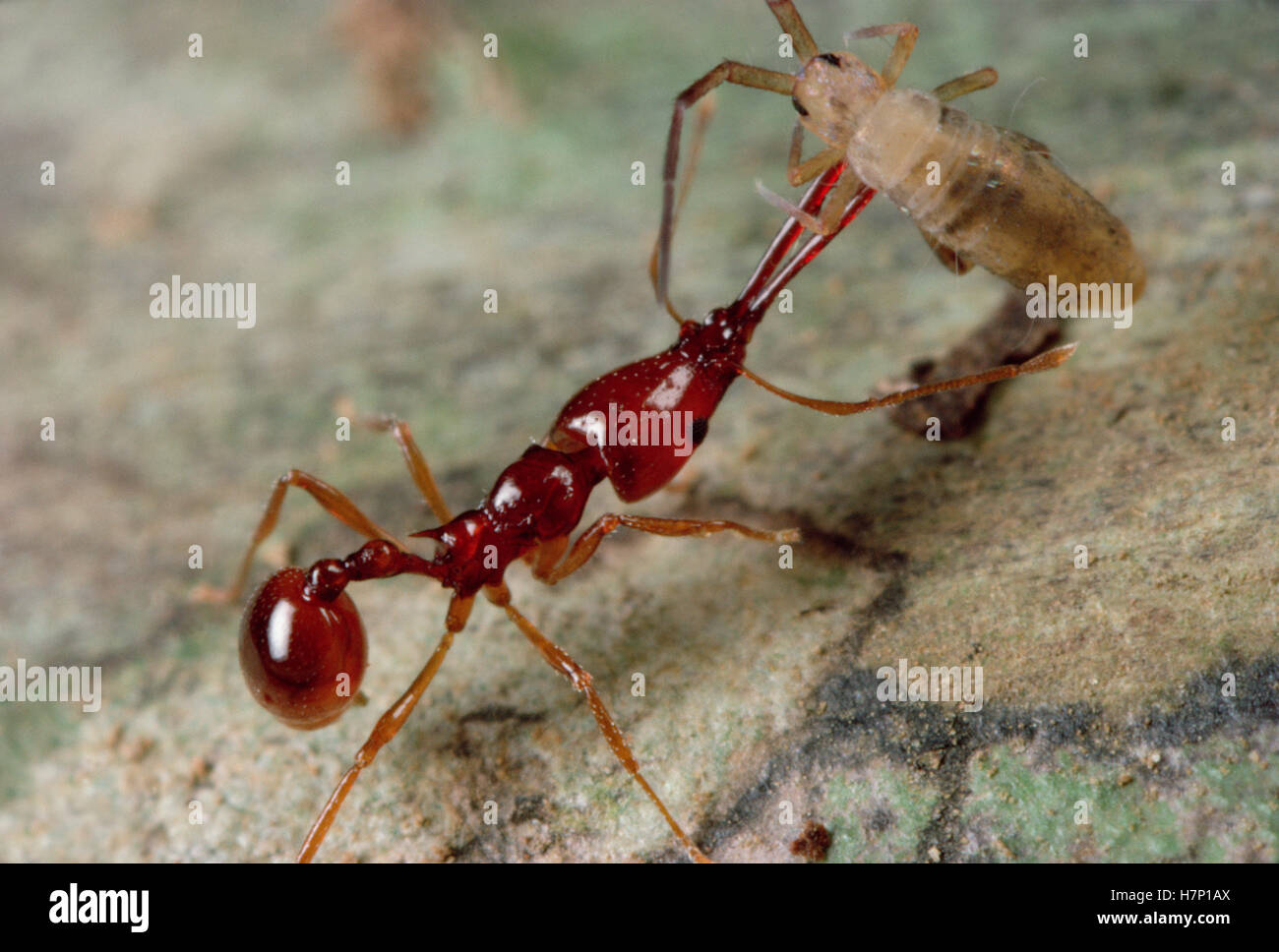 Trap-jaw Ant (Acanthognathus teledectus) carries prey, a springtail she ...