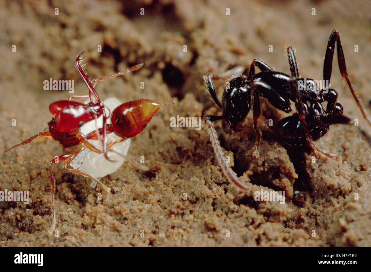 Trap-jaw Ant (Acanthognathus teledectus) worker defends herself and the ...
