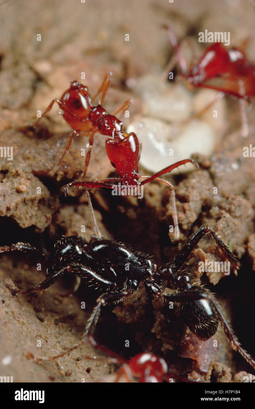 Trap-jaw Ant (Acanthognathus teledectus) worker defends herself and ...