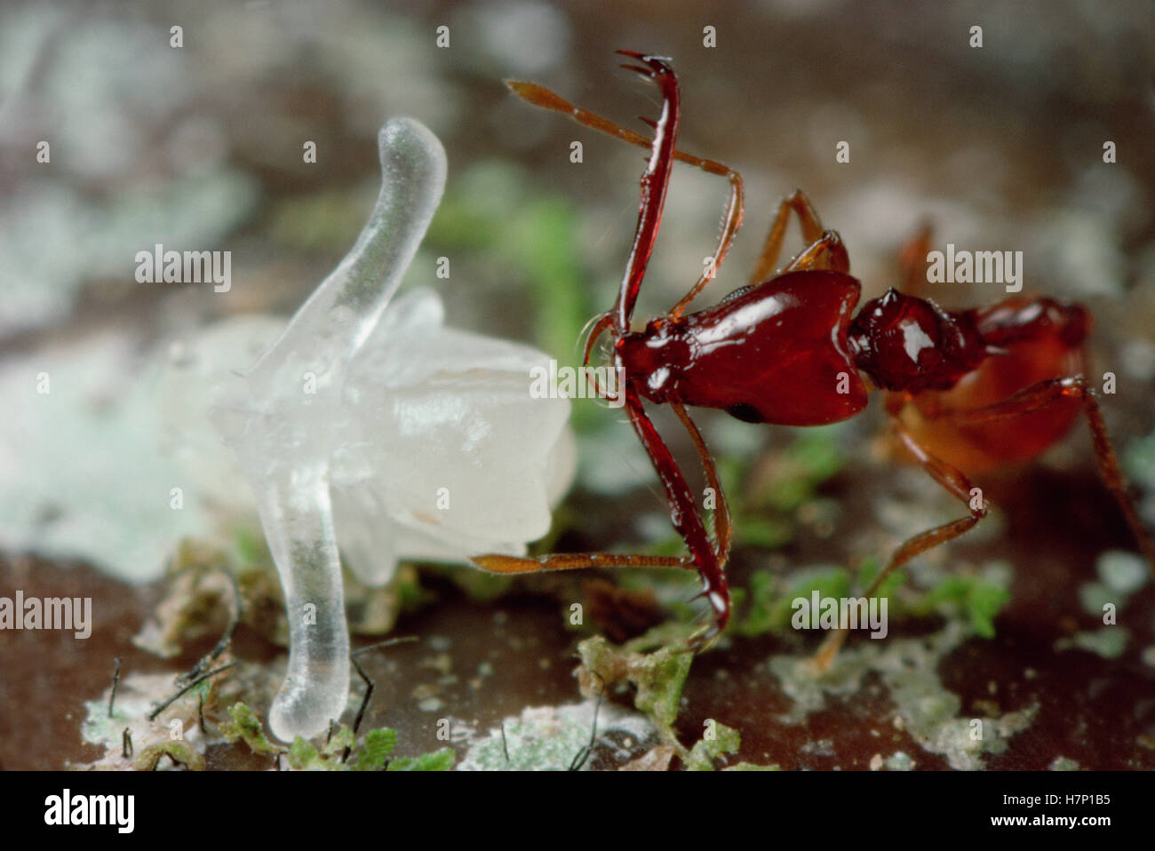 Trap-jaw Ant (Acanthognathus teledectus) worker approaches pupa to ...