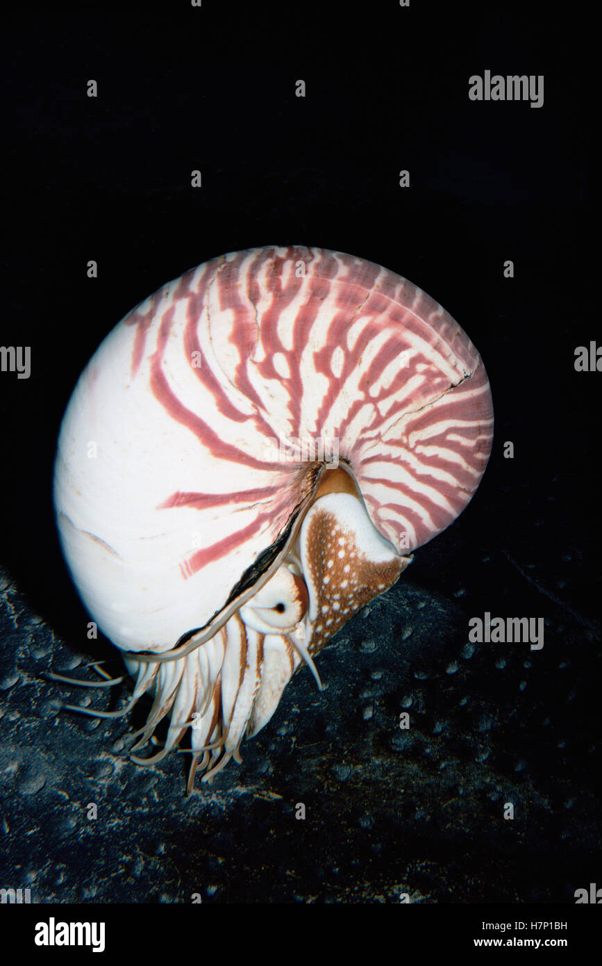 Chambered Nautilus (Nautilus pompilius) portrait, North America Stock ...