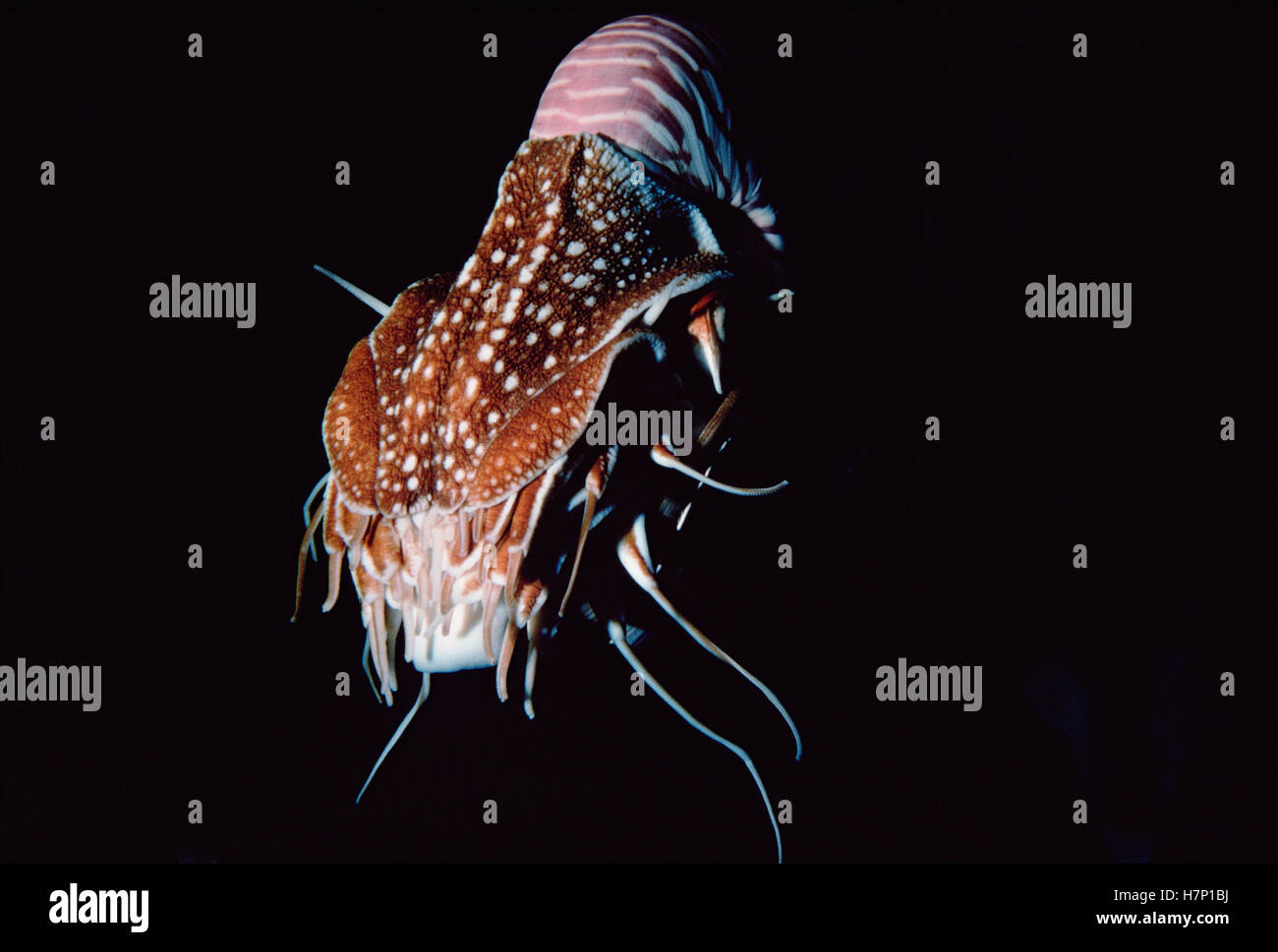 Chambered Nautilus (Nautilus pompilius) coming out of its shell, North ...